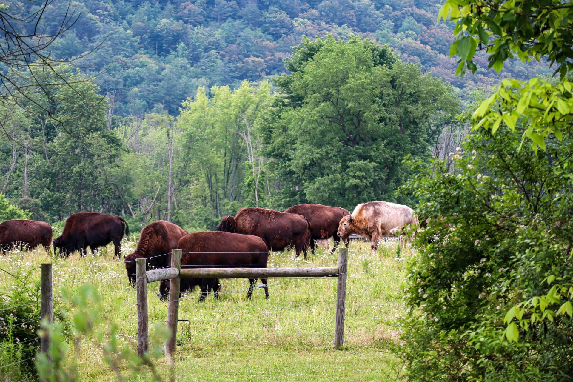 Planning an East Coast Road Trip with Your Teenager • All Things Fadra