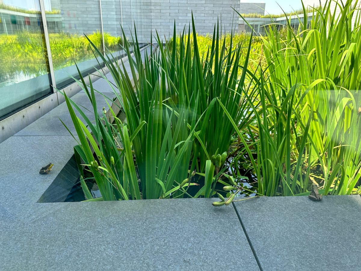 Glenstone Museum is a Wonder of Art, Architecture, and Nature